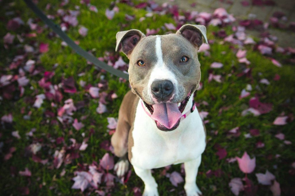 Inseparable shelter dogs get adopted together after touching hearts
