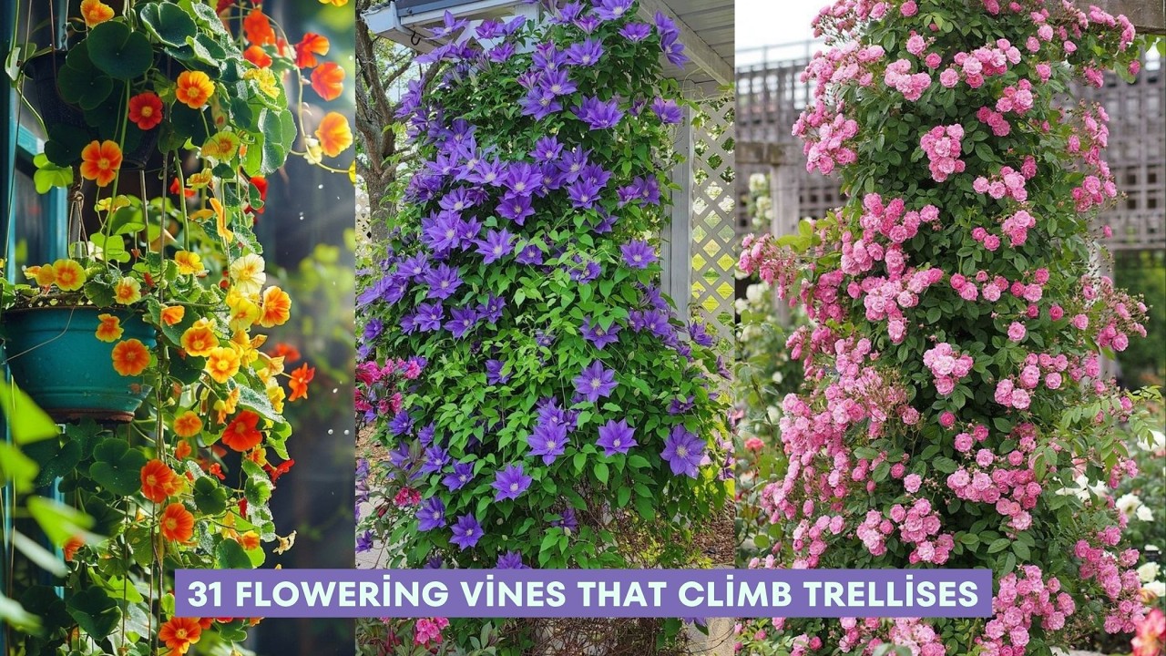 31 flowering vines that climb trellises beautifully every season