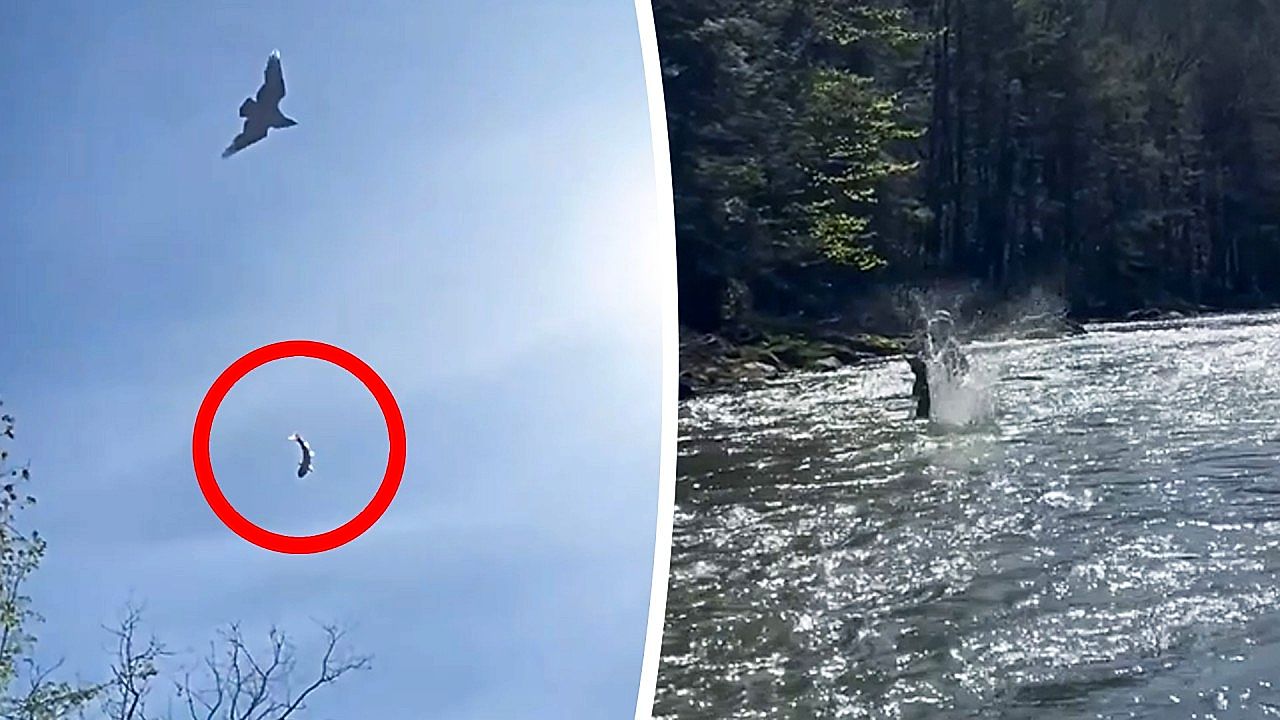 Osprey drops its catch inches from unsuspecting fisherman on ...