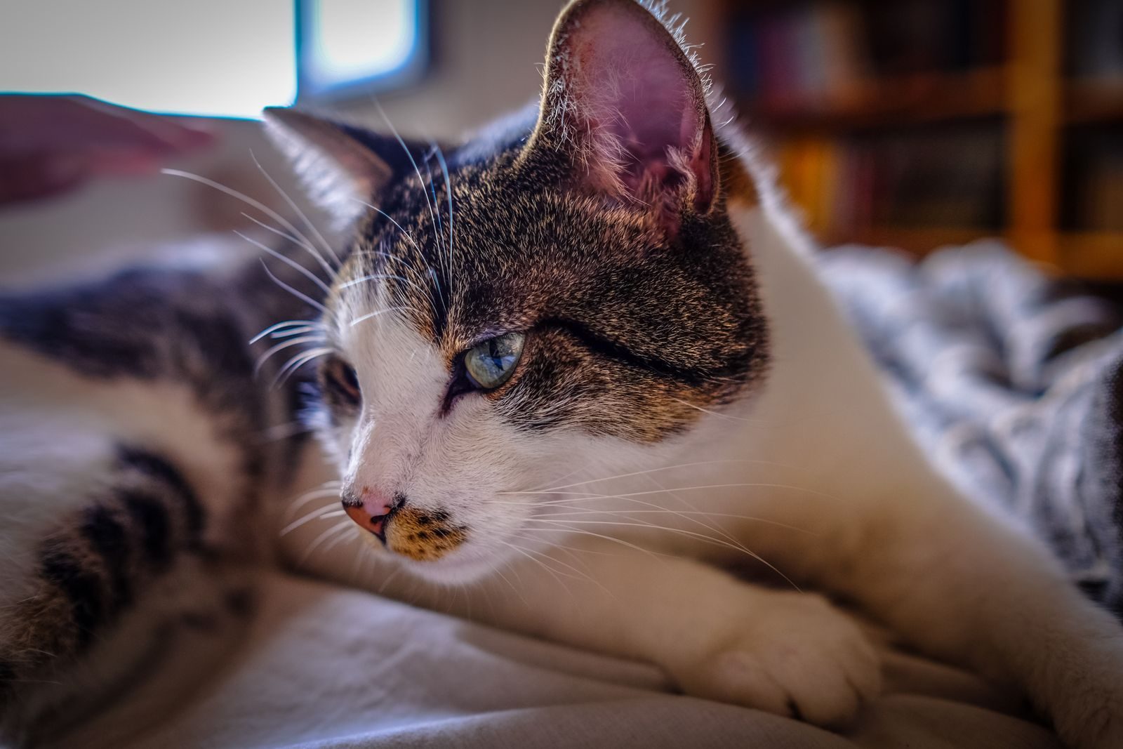 How a missing cat found her way home after thirteen years
