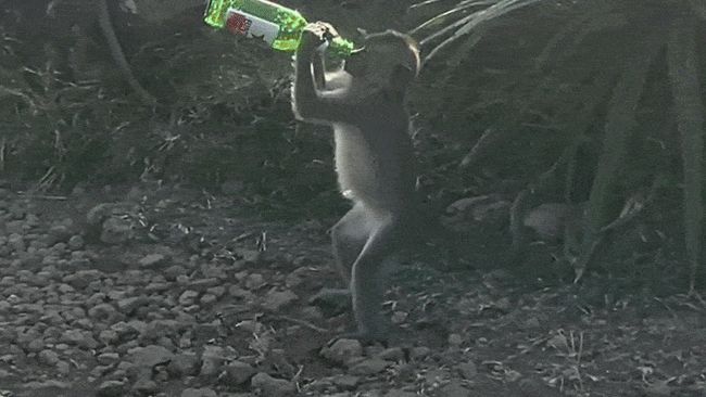 Cheeky monkeys spotted drinking beer from glass bottles