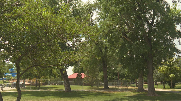 Condition of Grand Junction’s canopy cover and its benefits
