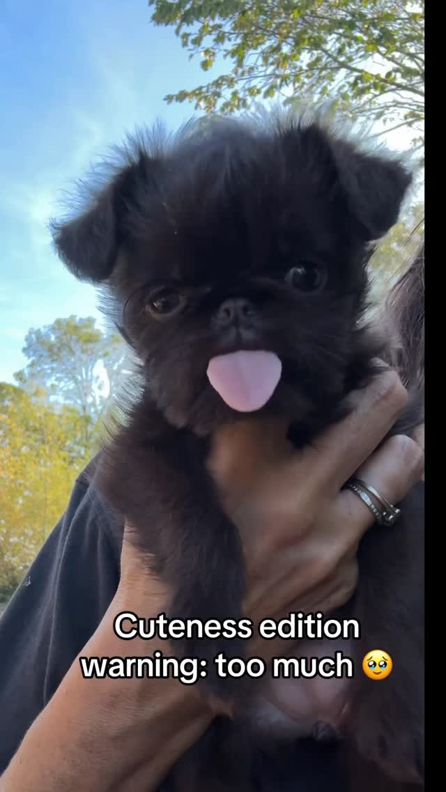 Fluffy Brussels Griffon full of vibes