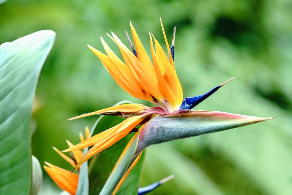 Birds with the most bizarre courtship displays that look straight out ...