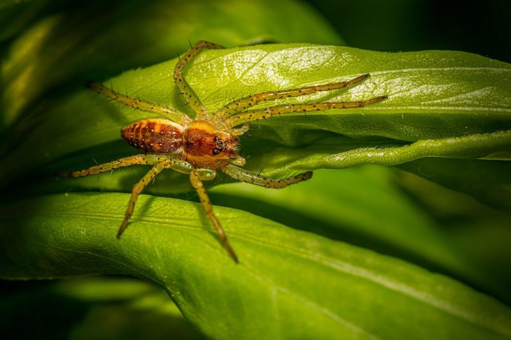 The strange reason garden spiders have spiky bodies