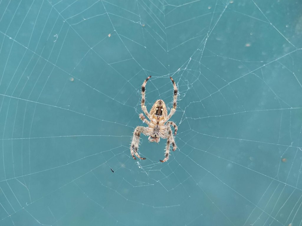 The strange reason garden spiders have spiky bodies