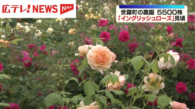 世羅町の農園 5500株の「イングリッシュローズ」見頃