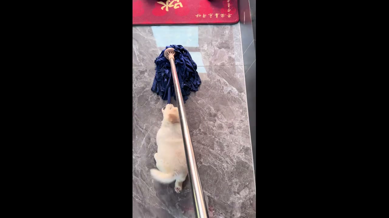 Playful puppy teams up with mop during cleaning