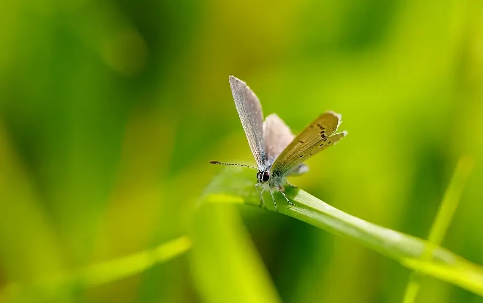 Butterfly life cycle secrets you didn’t know