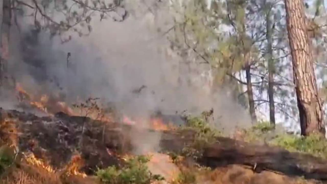 Massive forest fires rage across Jammu and Kashmir's Rajouri district