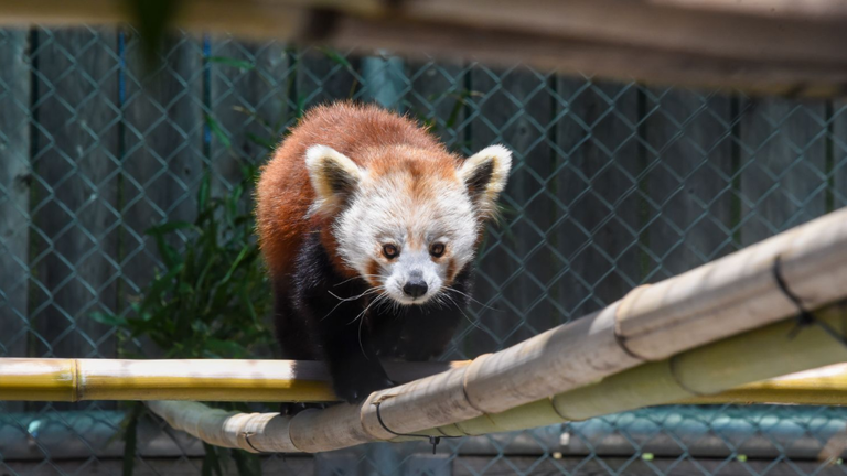 Maryland Zoo to unveil new red panda habitat in Baltimore