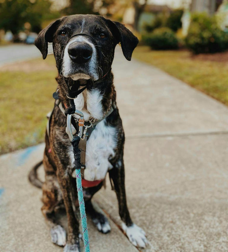 Pourquoi un chien en laisse devient-il soudainement incontrôlable