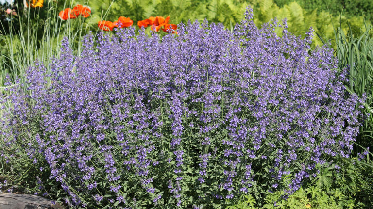 Not retaining walls: There's a natural way to control drainage for ...