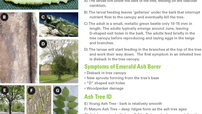 Invasive emerald ash borer threatens trees across Oklahoma