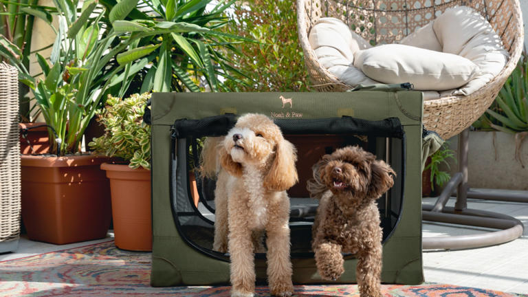 Upgrade your pup's leash, car seat and life jacket for summer