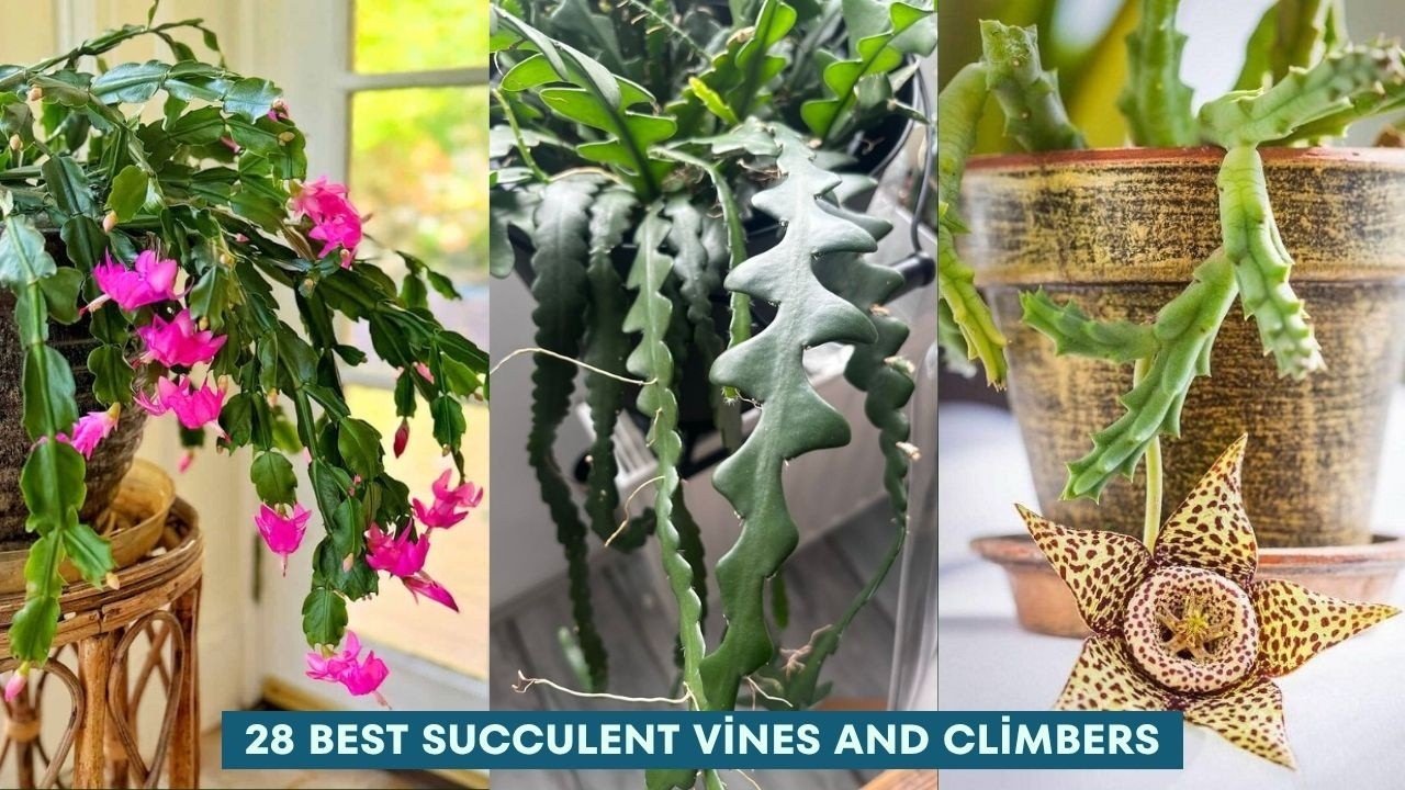 28 best succulent vines and climbers for home gardens