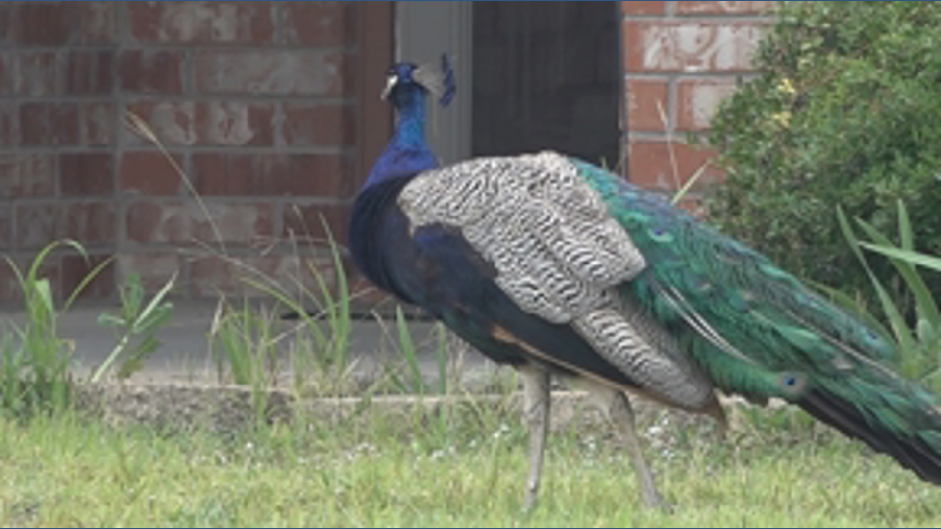 Peacock pandemonium in Copperas Cove