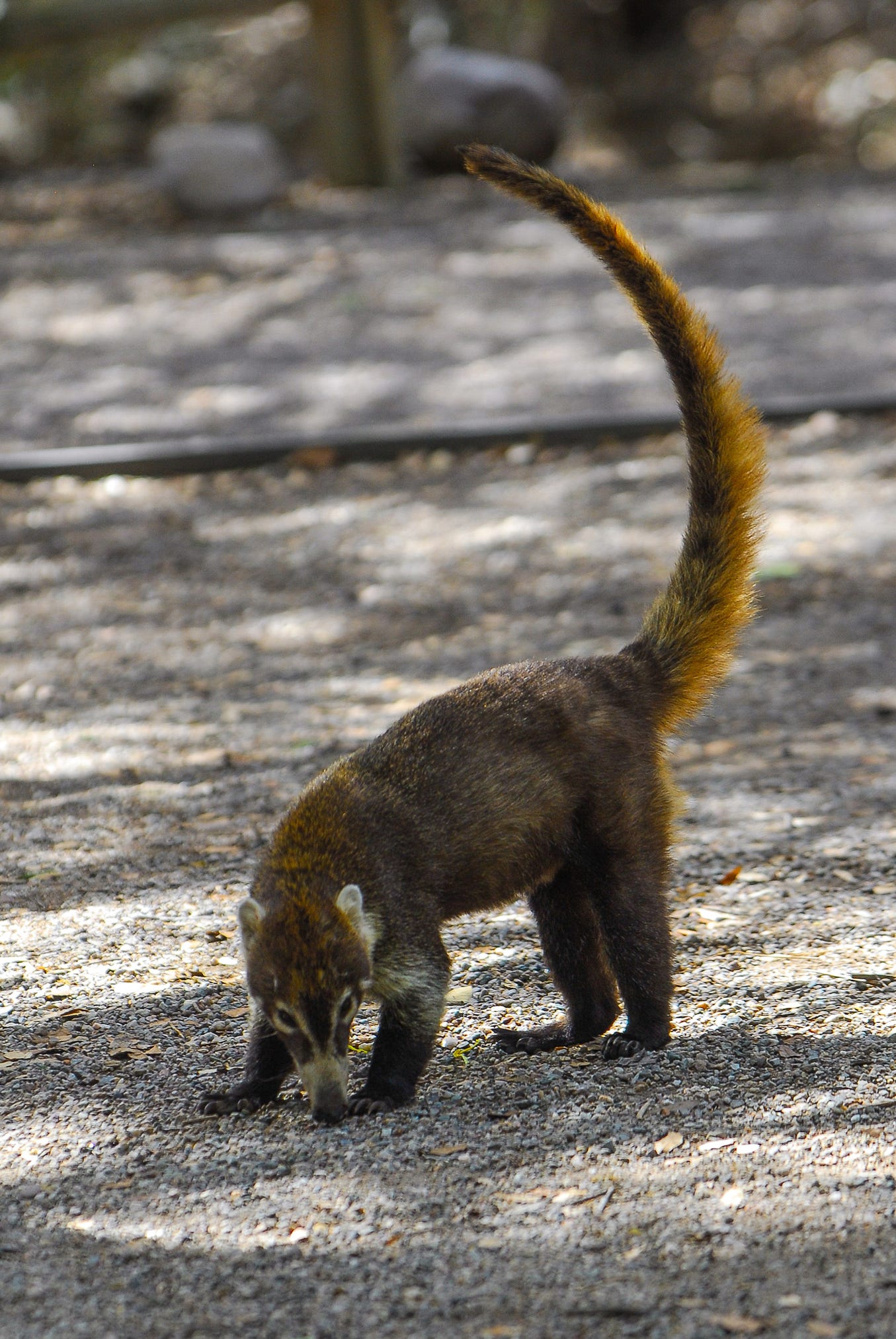 Pet owners warned about rabid coatimundi found on Arizona hiking trail