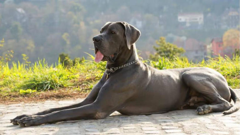 Netflix desata polémica por el perro del nuevo live action de Scooby-Doo