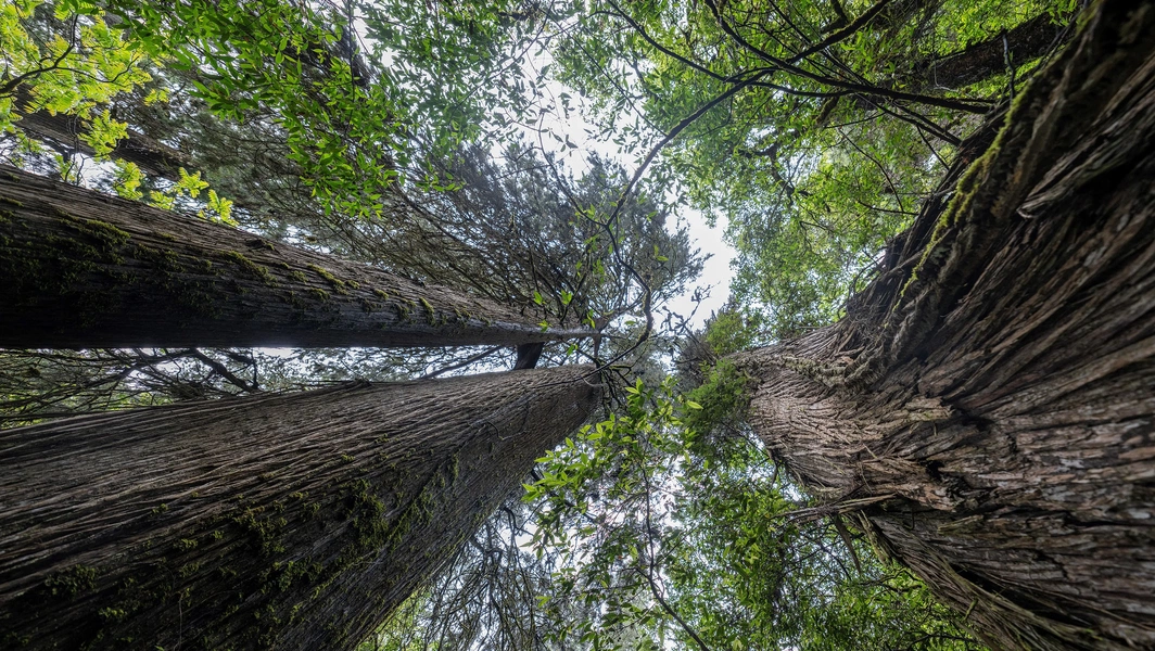 Taiwan’s tallest tree revealed amid rising threats to ancient giants