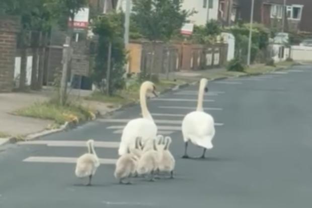 Sussex officers have a 'soft and fluffy' rescue mission as swan family ...