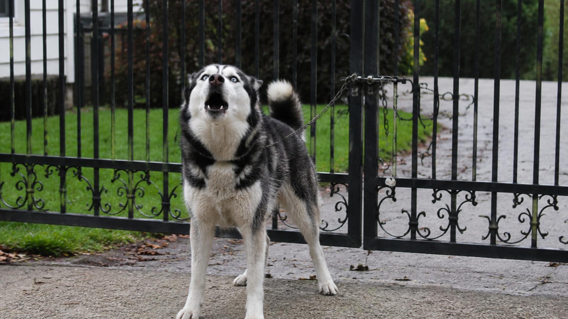 Your dog is a hacked wolf (change my mind)