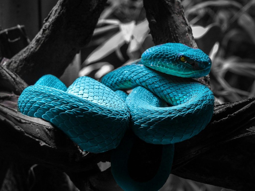 Rare blue coral snake stuns experts with electric colors and powerful venom