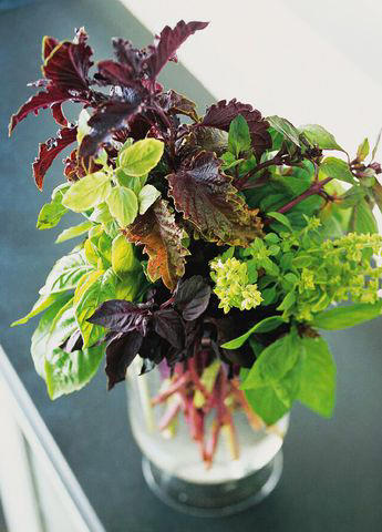 How to harvest basil so your plant keeps producing all summer long