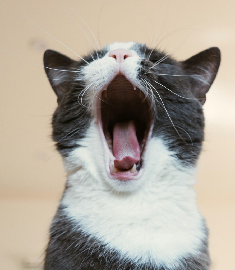 What does your cat think when you pretend to cry?