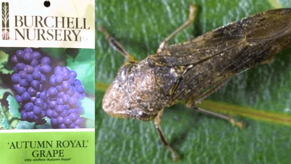 Invasive insect found on grape plant sold at Redding Costco, officials say