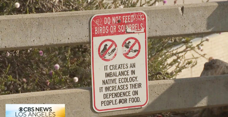 Santa Monica’s insane idea to tackle rampant squirrel population