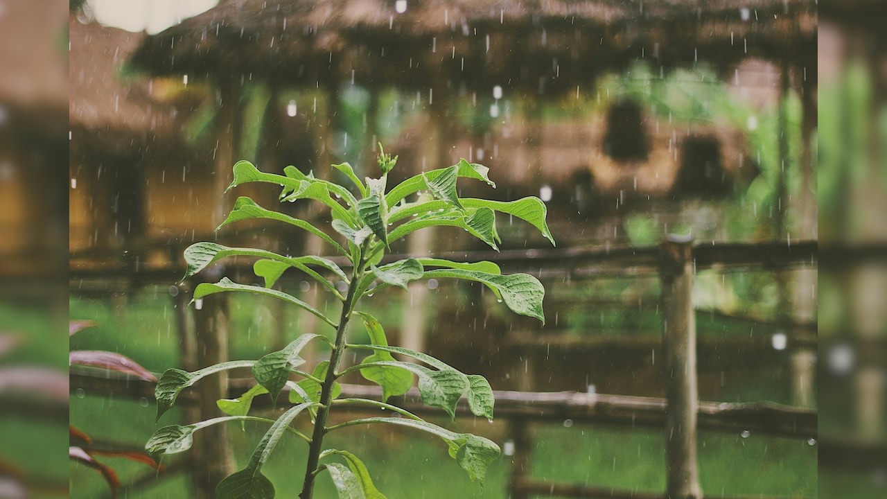 When will monsoon arrive in Delhi? IMD issues alert for rain in Tamil ...