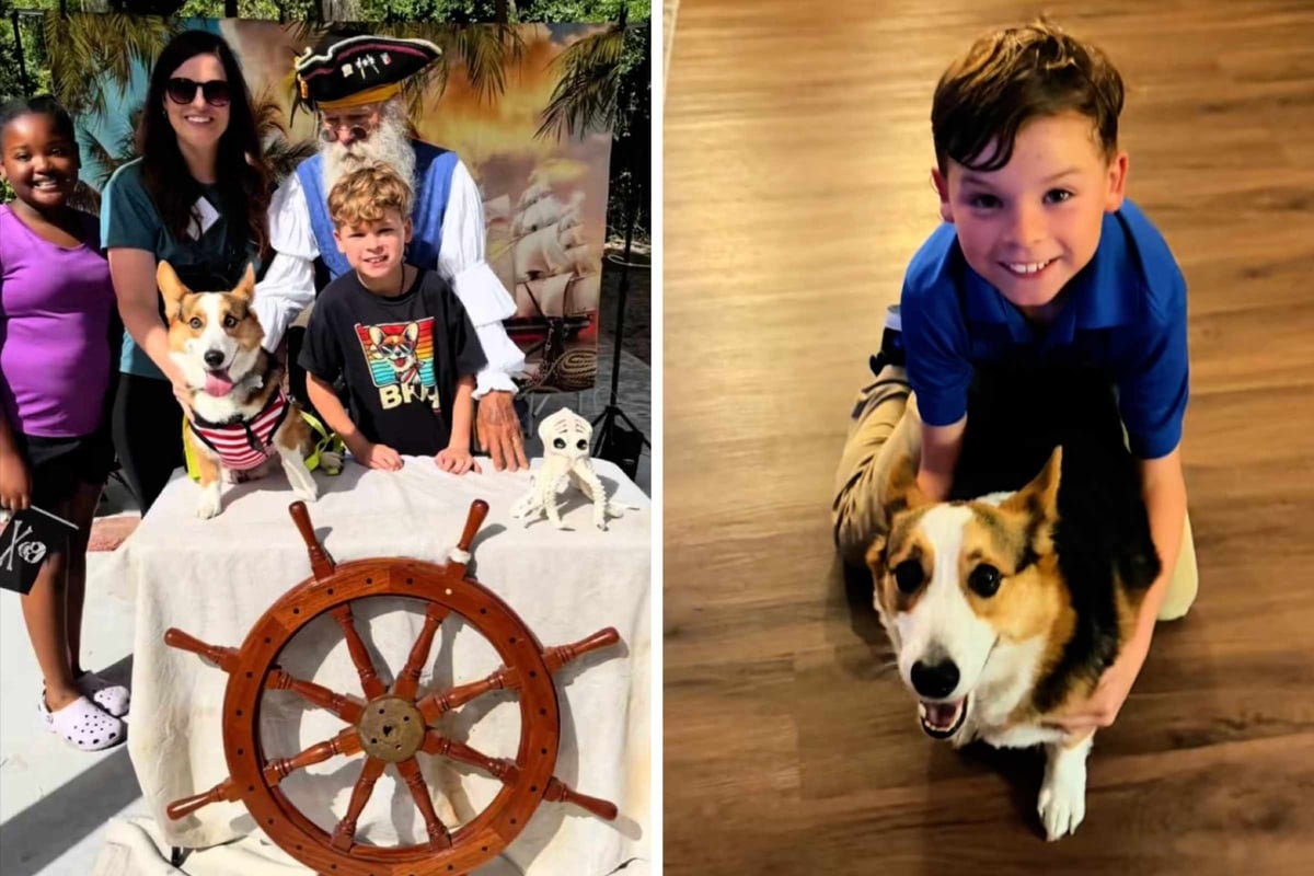 Corgi dog is gifted to a little boy obsessed with the breed – and his ...