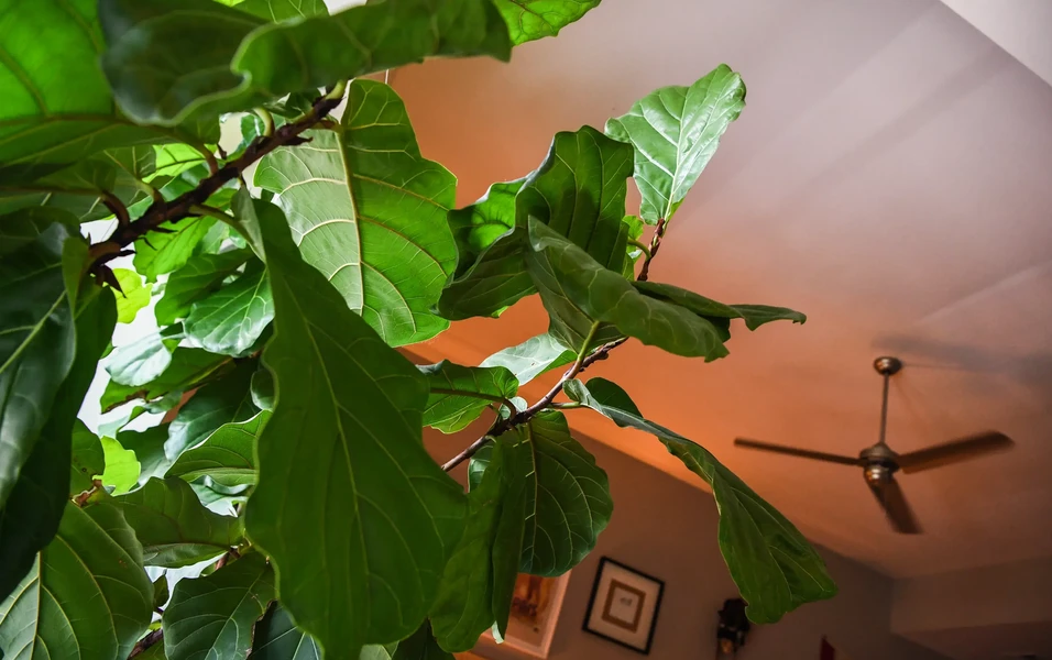 Fiddle leaf fig care made simple for plant lovers