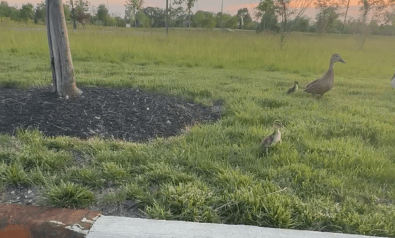 Dublin hospital security guard rescues ducklings from storm drain