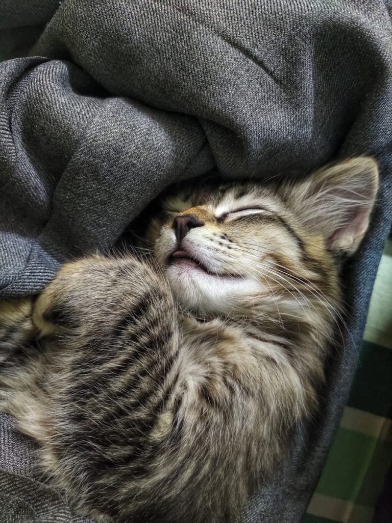 What happens when a dog raises a kitten for five years?