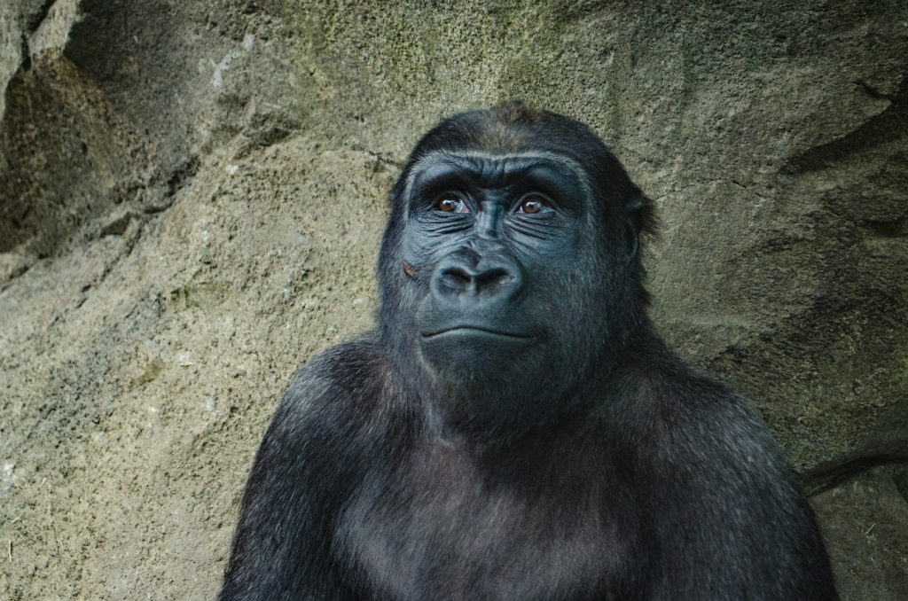 What really happened to Harambe? The viral zoo tragedy that still ...