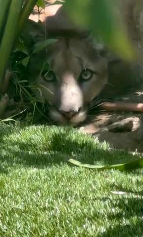 Sleeping mountain lion in Santa Monica neighborhood sparks shelter-in ...