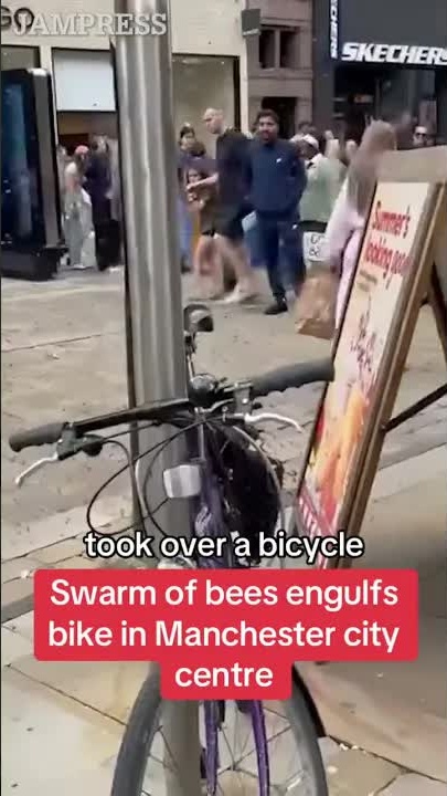 Swarm of bees engulfs bike in Manchester city centre #themirror #nature