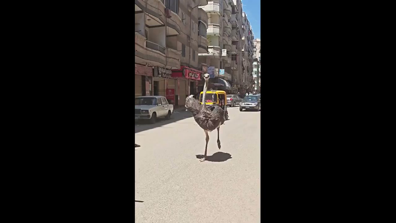 Ostrich runs wild on busy street in Egypt
