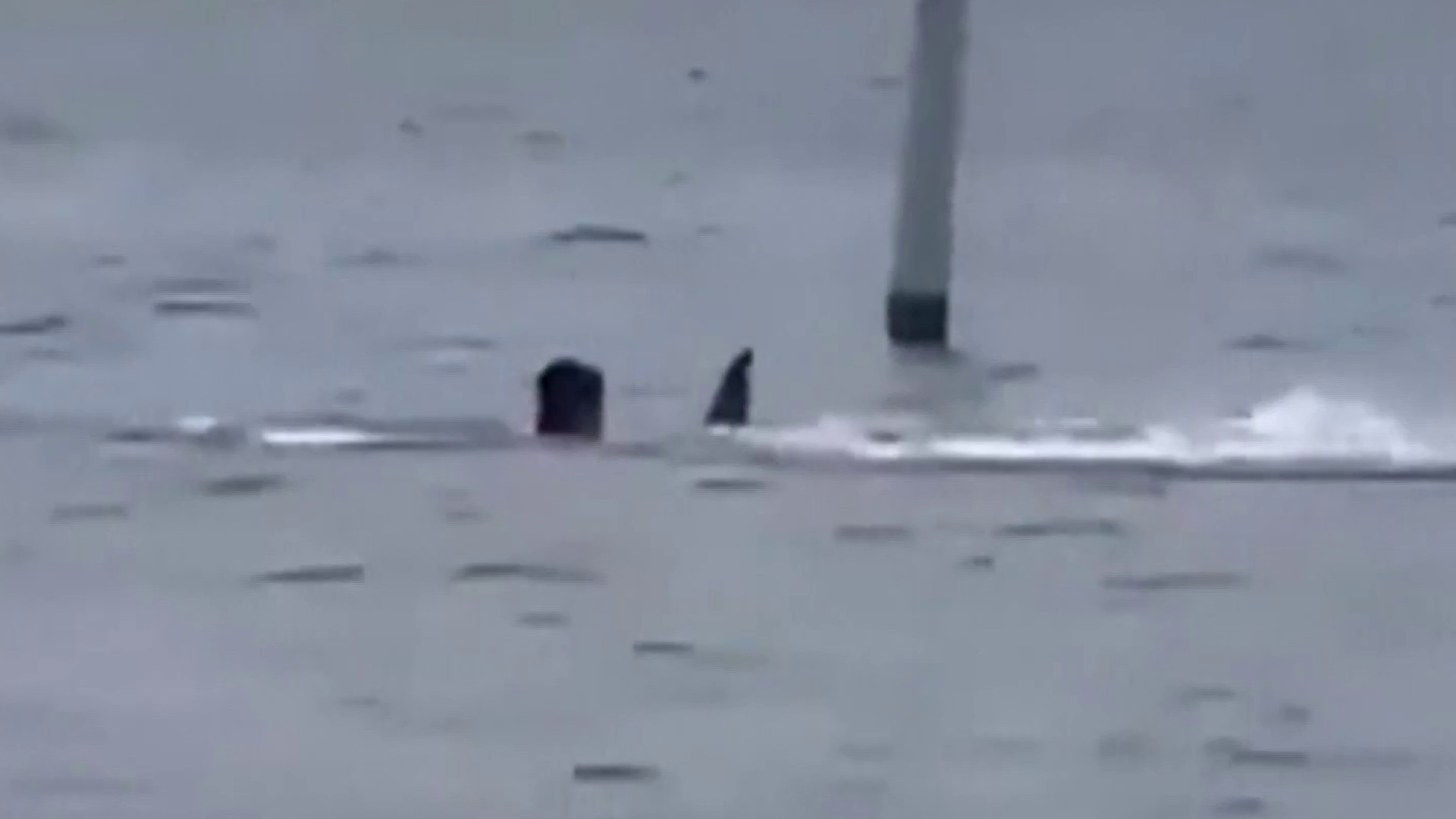 Harrowing shark attack captured on camera