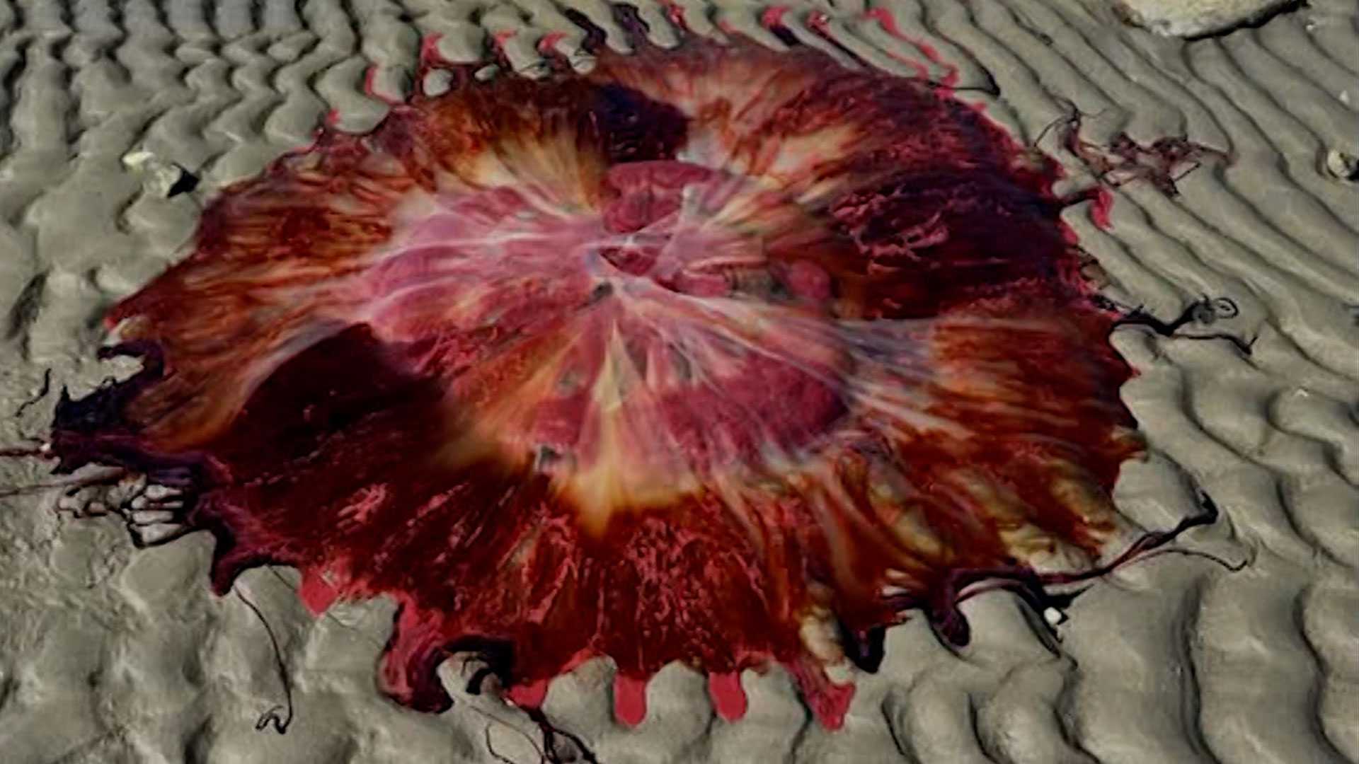 Couple finds massive, colorful jellyfish washed up on Maine beach