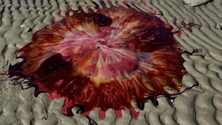 Couple spots giant, colorful jellyfish on a Maine beach