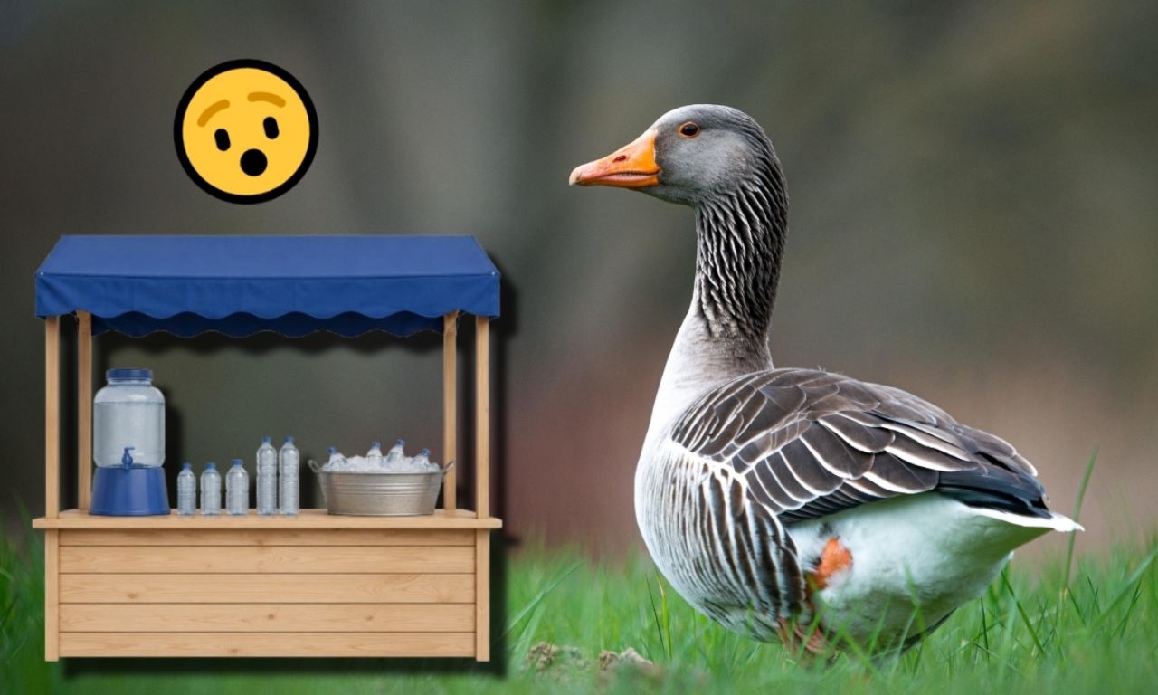 Video: Merlín, el famoso pato que acompaña a su dueño a vender aguas en ...