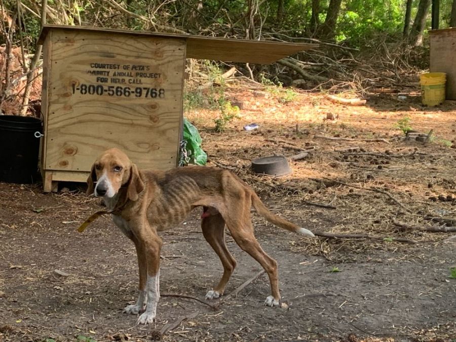 Hertford man charged with cruelty after PETA finds dead dogs