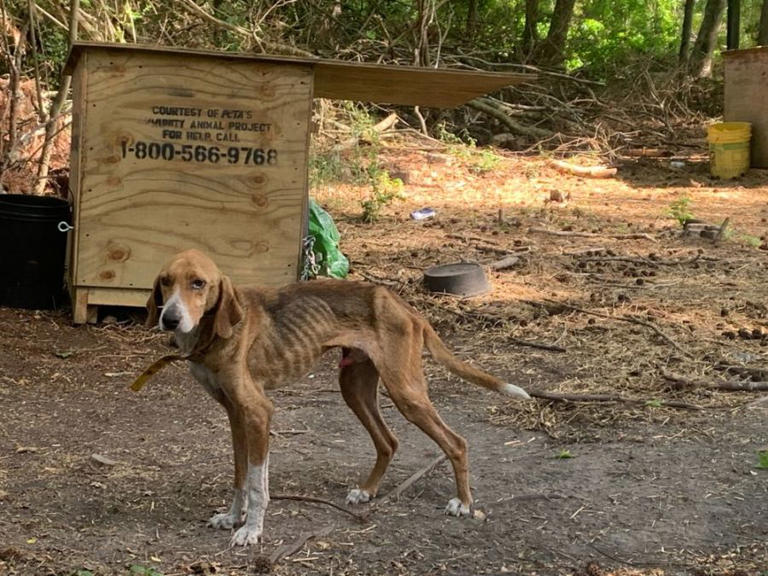 Hertford man charged with cruelty after PETA finds dead dogs
