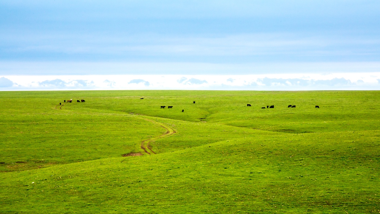 Spring fires, roaming bison, and grass taller than your waist: welcome ...