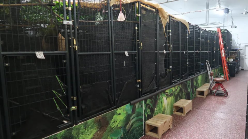 56 sloth deaths drive push for Florida wildlife reform