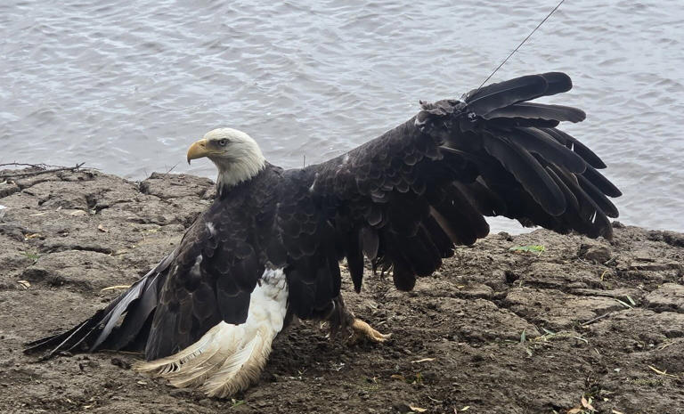 Bald eagle found near Hickman Harbor freed from fishing line