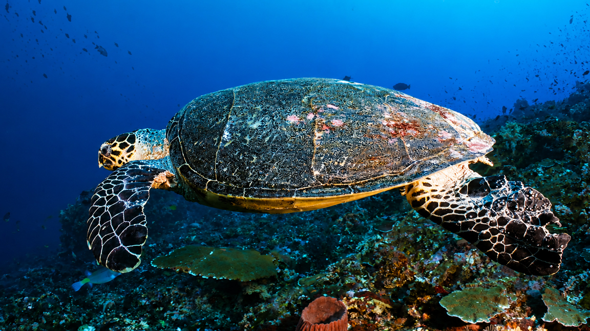 Following a sea turtle through its underwater route